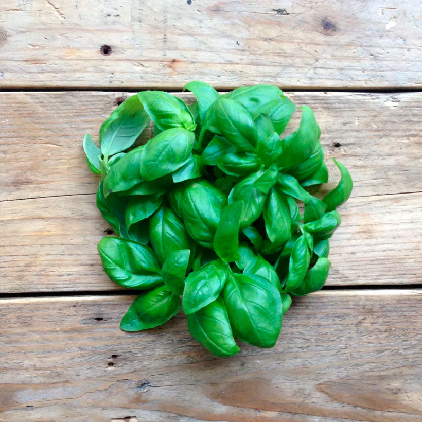 Piccolo Seeds® Basil Genovese | Little Otja