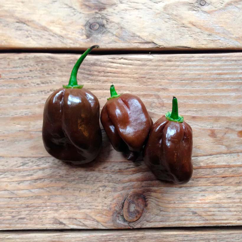 Piccolo Seeds® Hot Pepper Chocolate Habanero – Little Otja